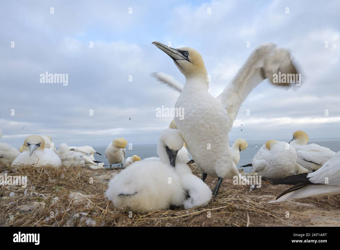 Preening nest standing hi-res stock photography and images - Alamy