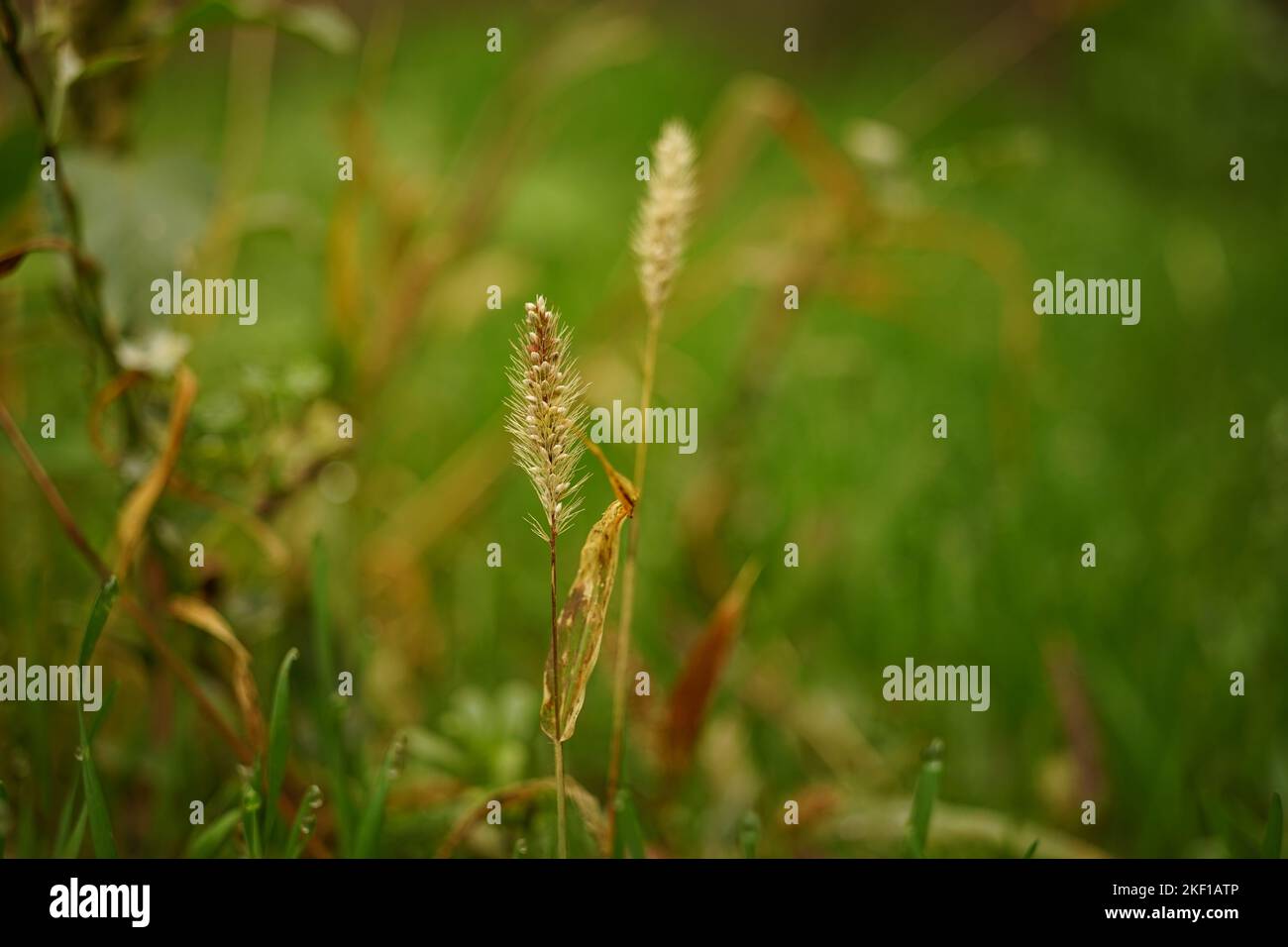 Dry grass in green field. Natural floral background Stock Photo - Alamy