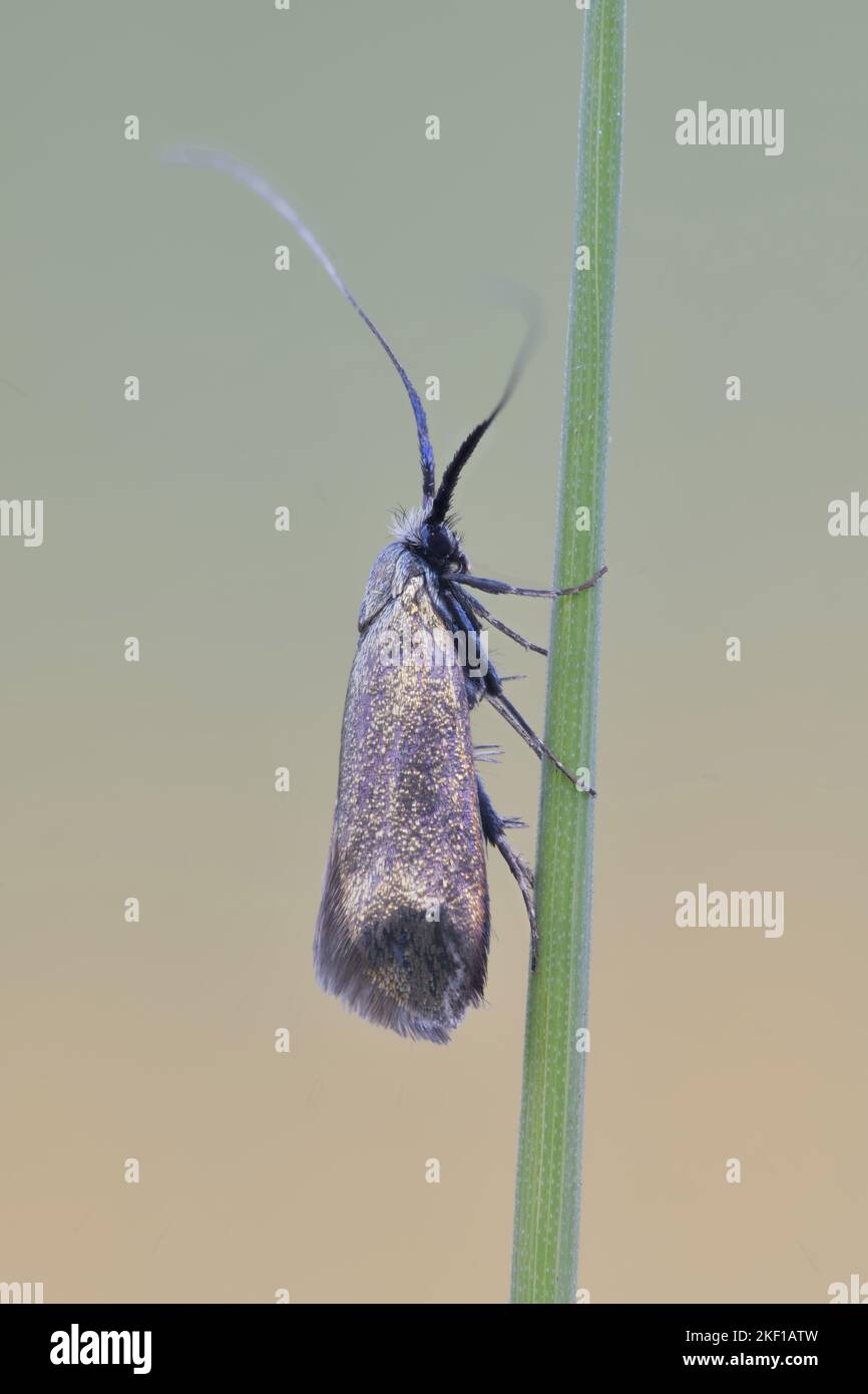 fairy Longhorn Moth Stock Photo - Alamy