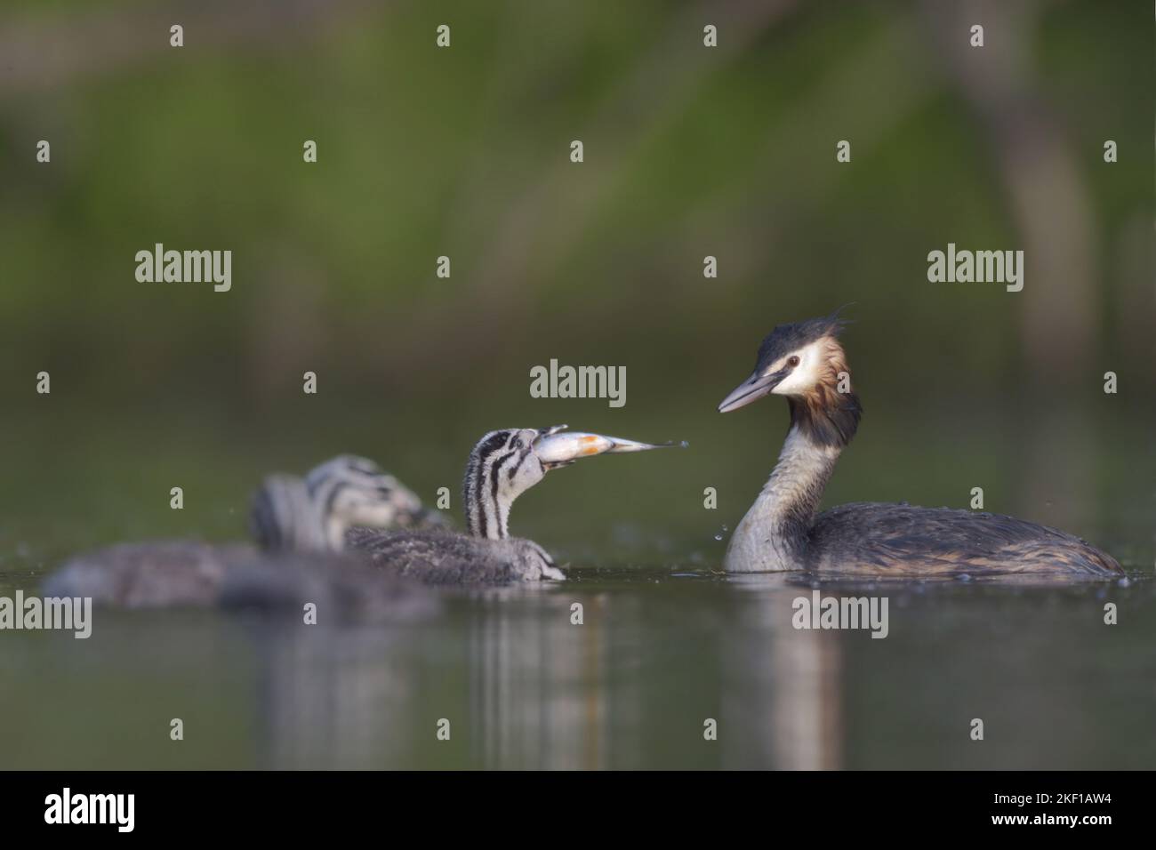 Group of grebes hi-res stock photography and images - Alamy
