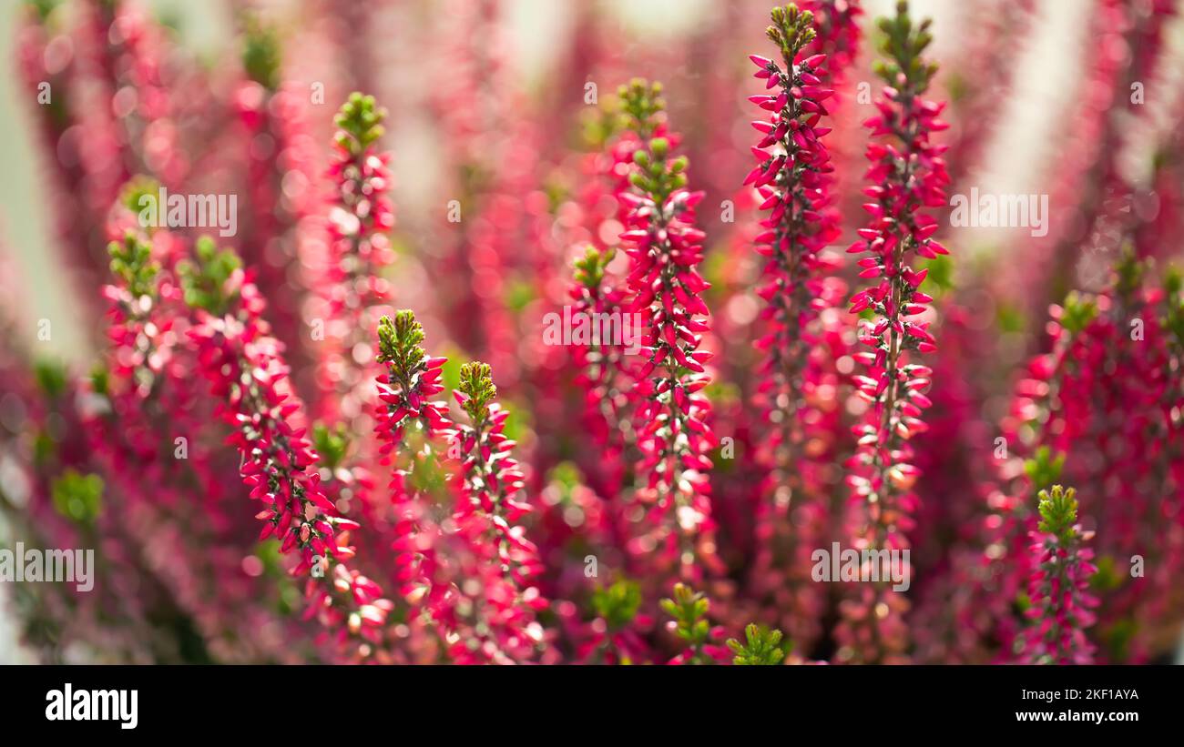 pink heather in the close up view, shallow depth of field Stock Photo ...