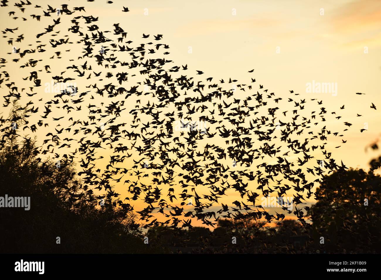 Starling glow hi-res stock photography and images - Alamy