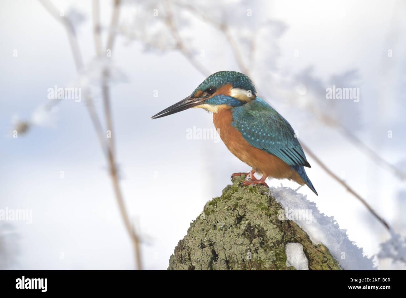 Halcyon winter hi-res stock photography and images - Alamy