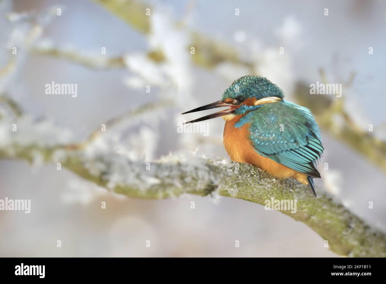 Halcyon winter hi-res stock photography and images - Alamy