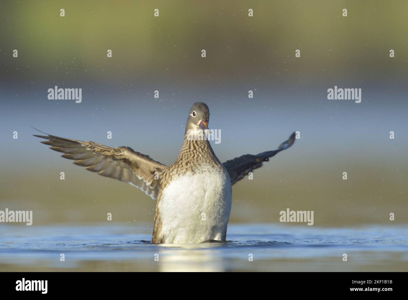 Female mandarin duck wing hi-res stock photography and images - Alamy