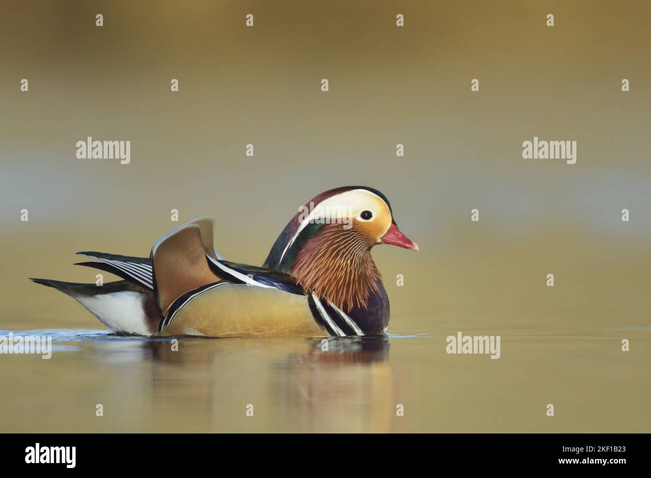 Canards mandarin hi-res stock photography and images - Alamy