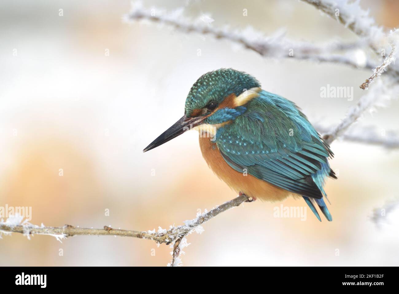 Halcyon winter hi-res stock photography and images - Alamy