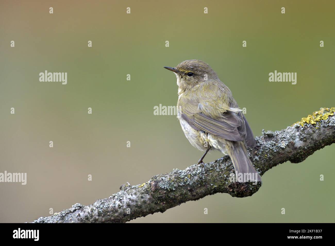 Common chiffchaffs hi-res stock photography and images - Alamy