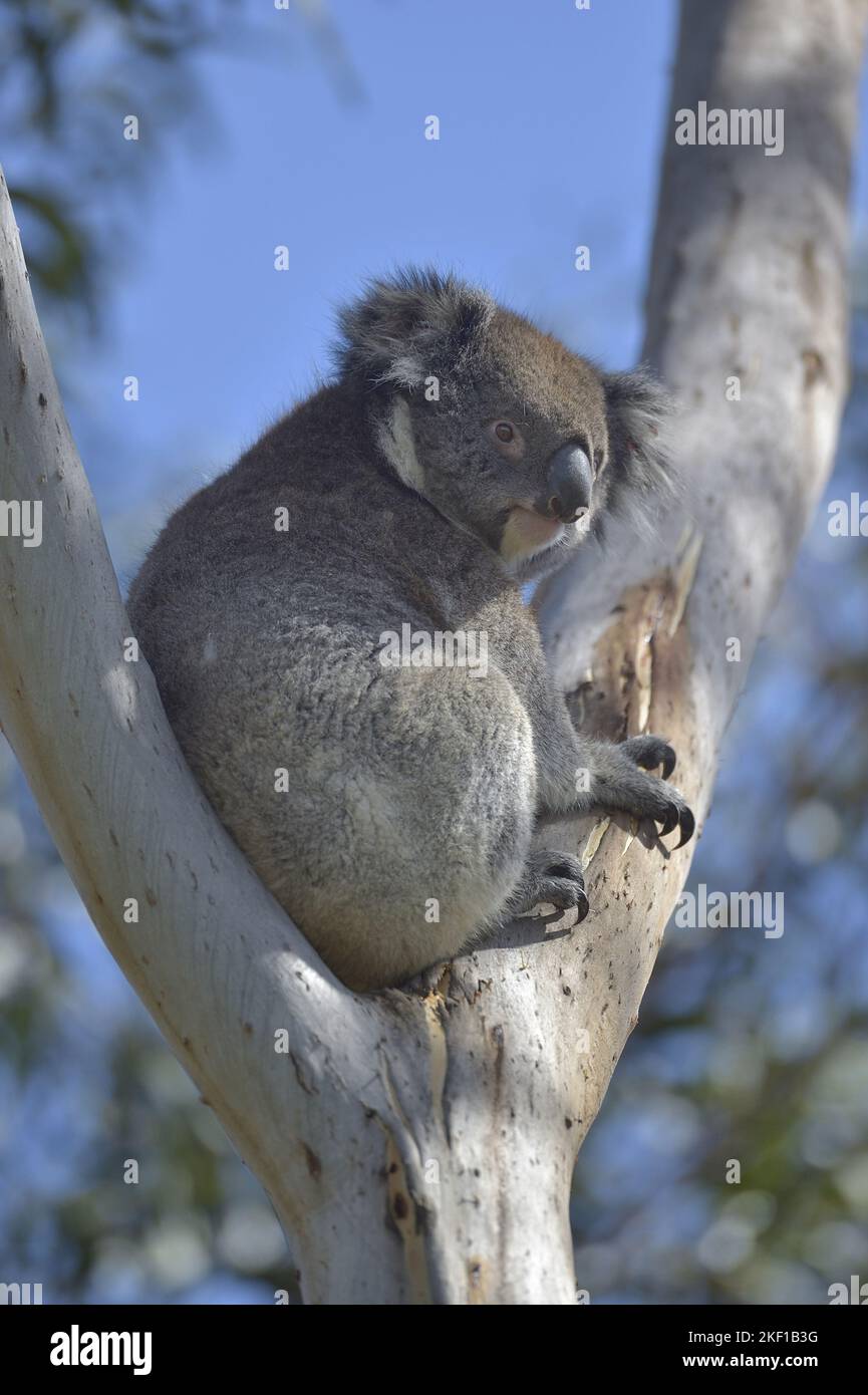 Blue koala bear hi-res stock photography and images - Alamy
