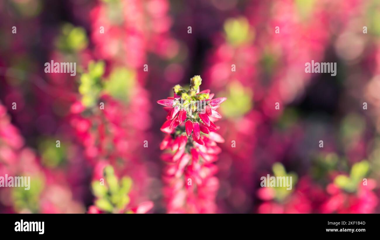 pink heather in the close up view, shallow depth of field Stock Photo ...