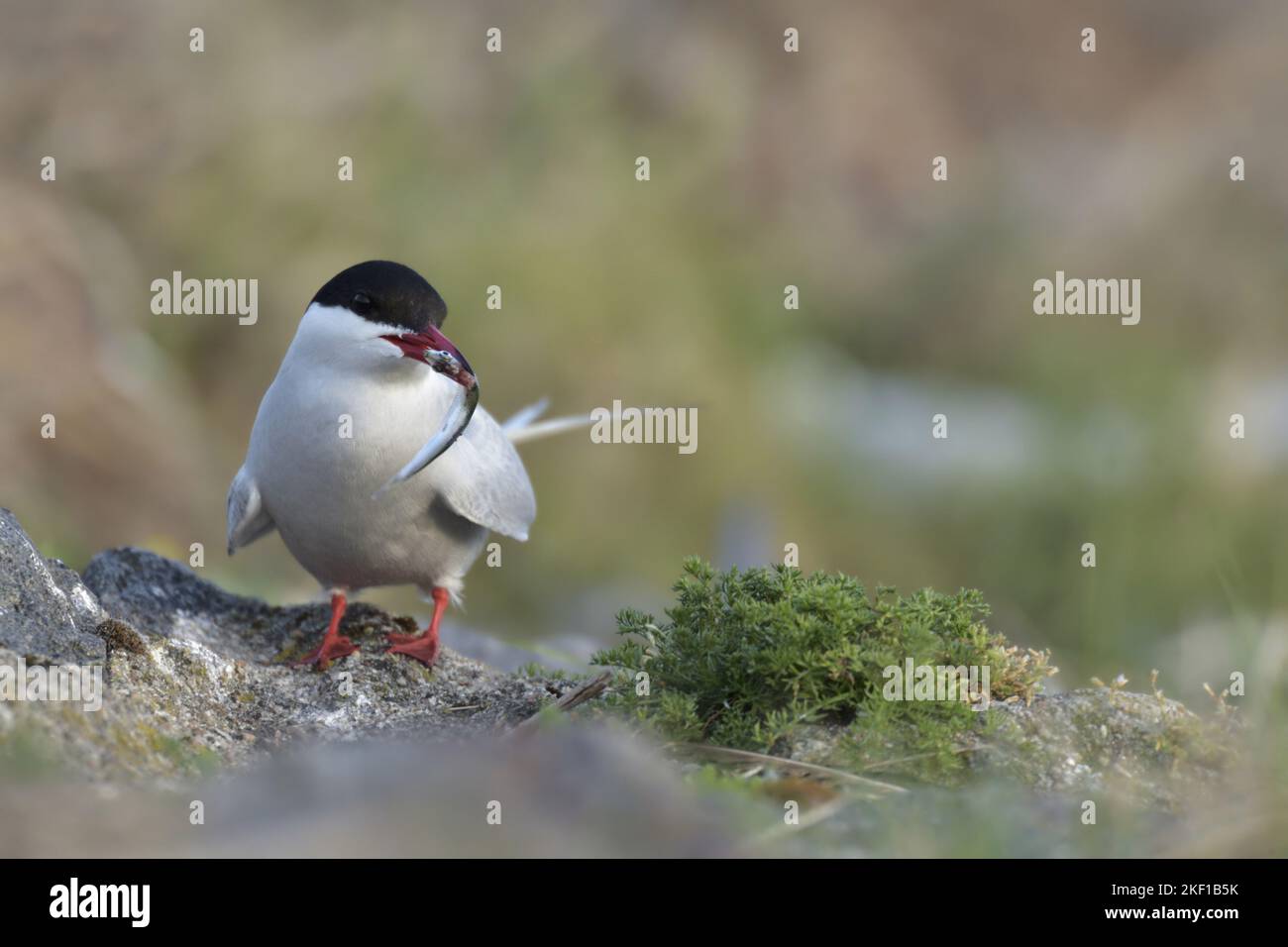 Arctic bird eating moss hi-res stock photography and images - Alamy