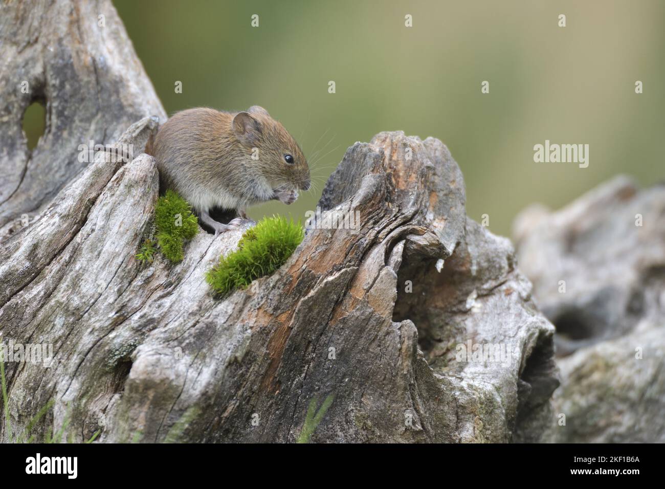 Common vole microtus arvalis field hi-res stock photography and images ...