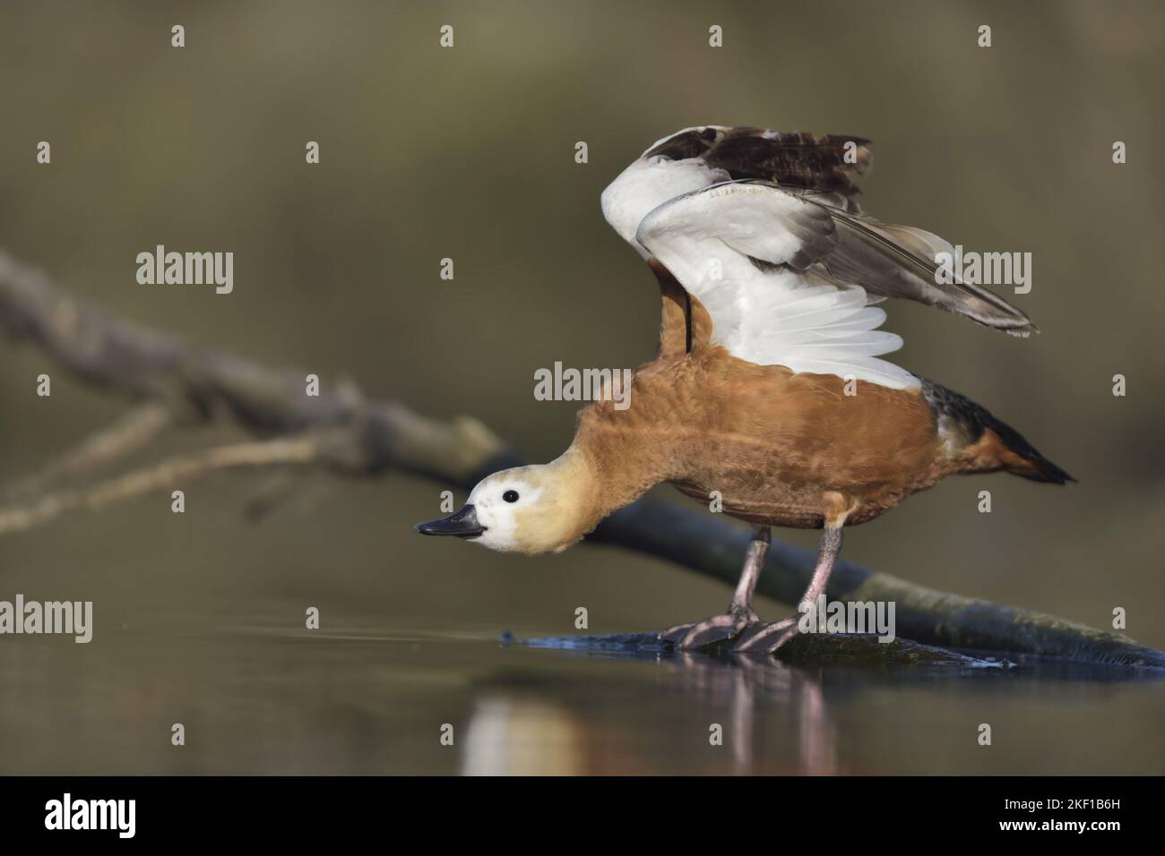 Ruddy duck wing flap hi-res stock photography and images - Alamy