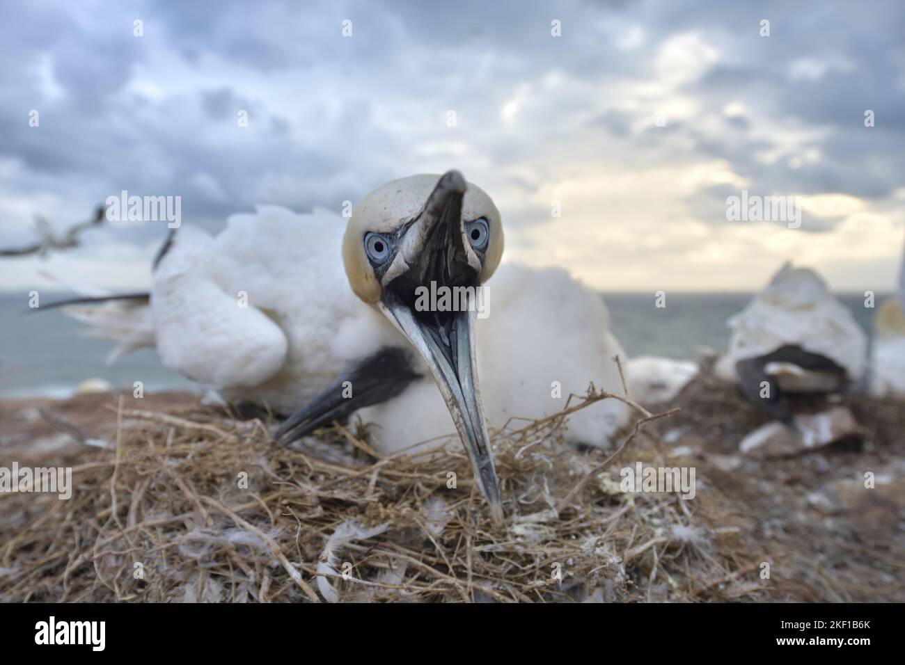 Gannet babies hi-res stock photography and images - Alamy