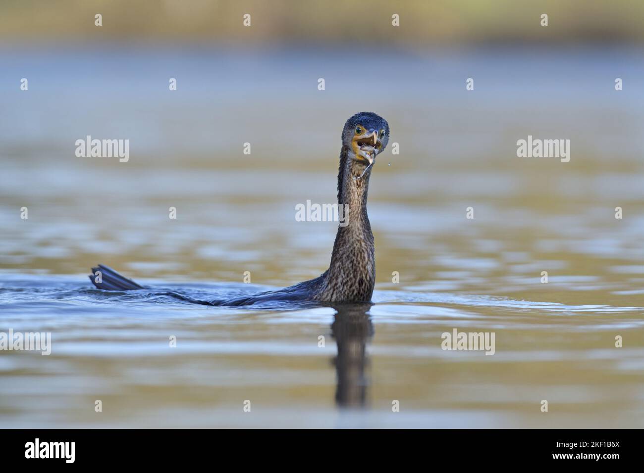 Raven eating a fish hi-res stock photography and images - Alamy