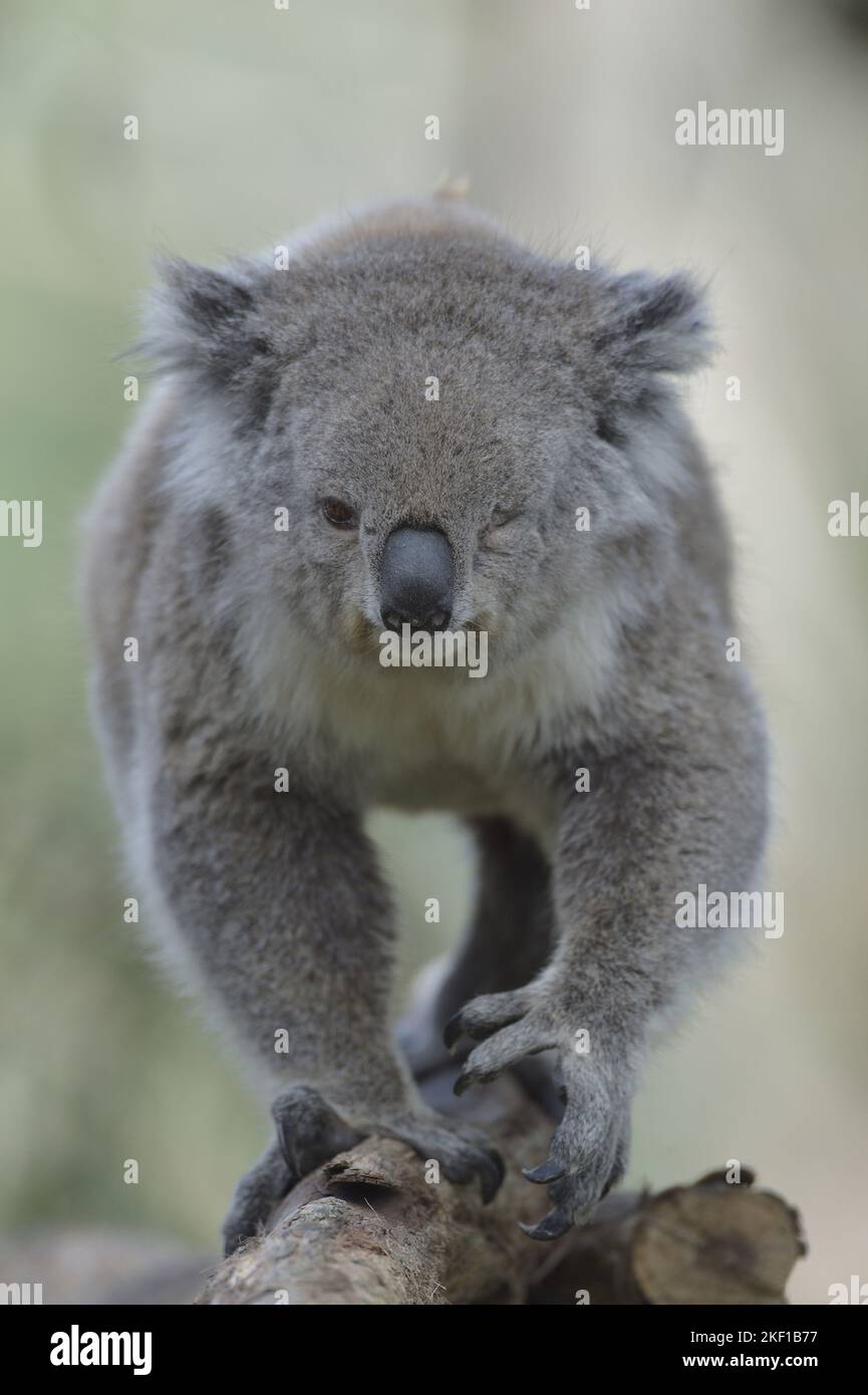 Koala movement hi-res stock photography and images - Alamy