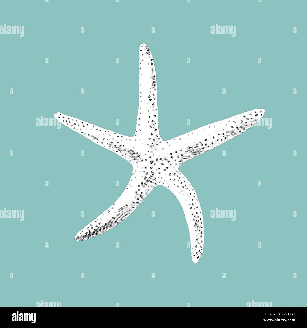 a graphic engraving of a starfish. Realistic starfish black and white ...