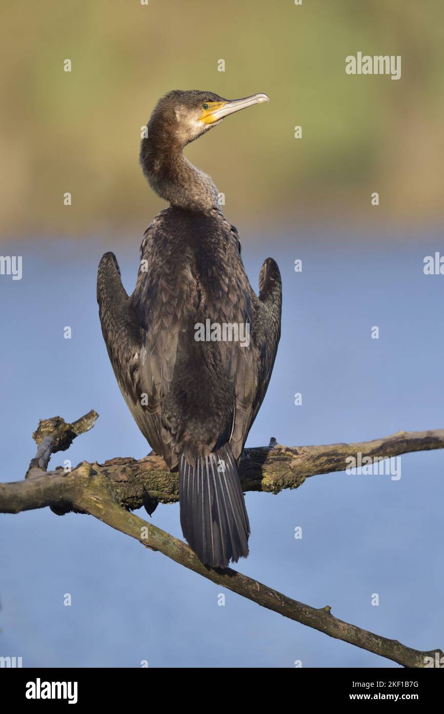 Rear ravens hi-res stock photography and images - Alamy