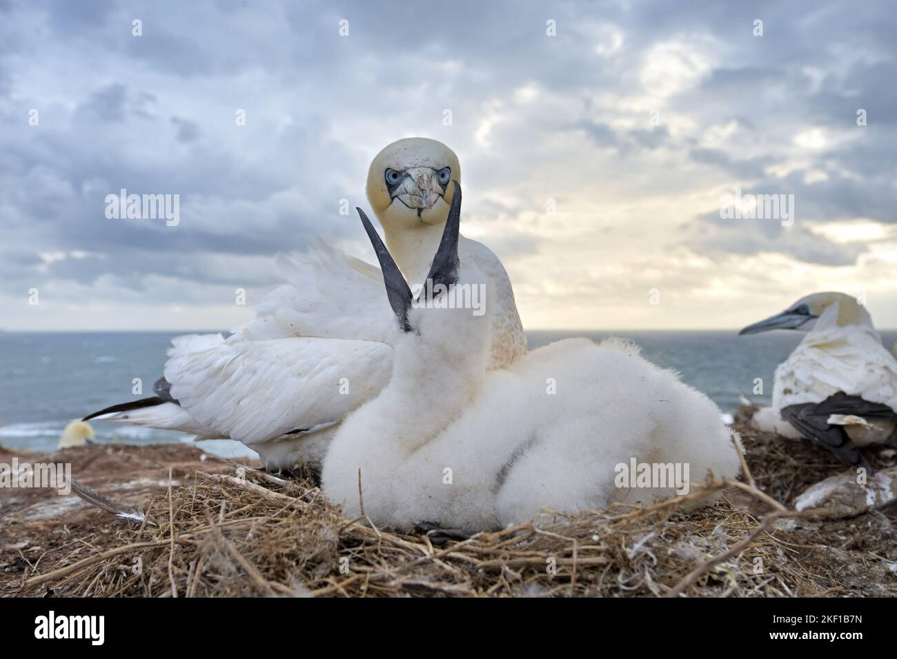 Gannet chick bill hi-res stock photography and images - Alamy