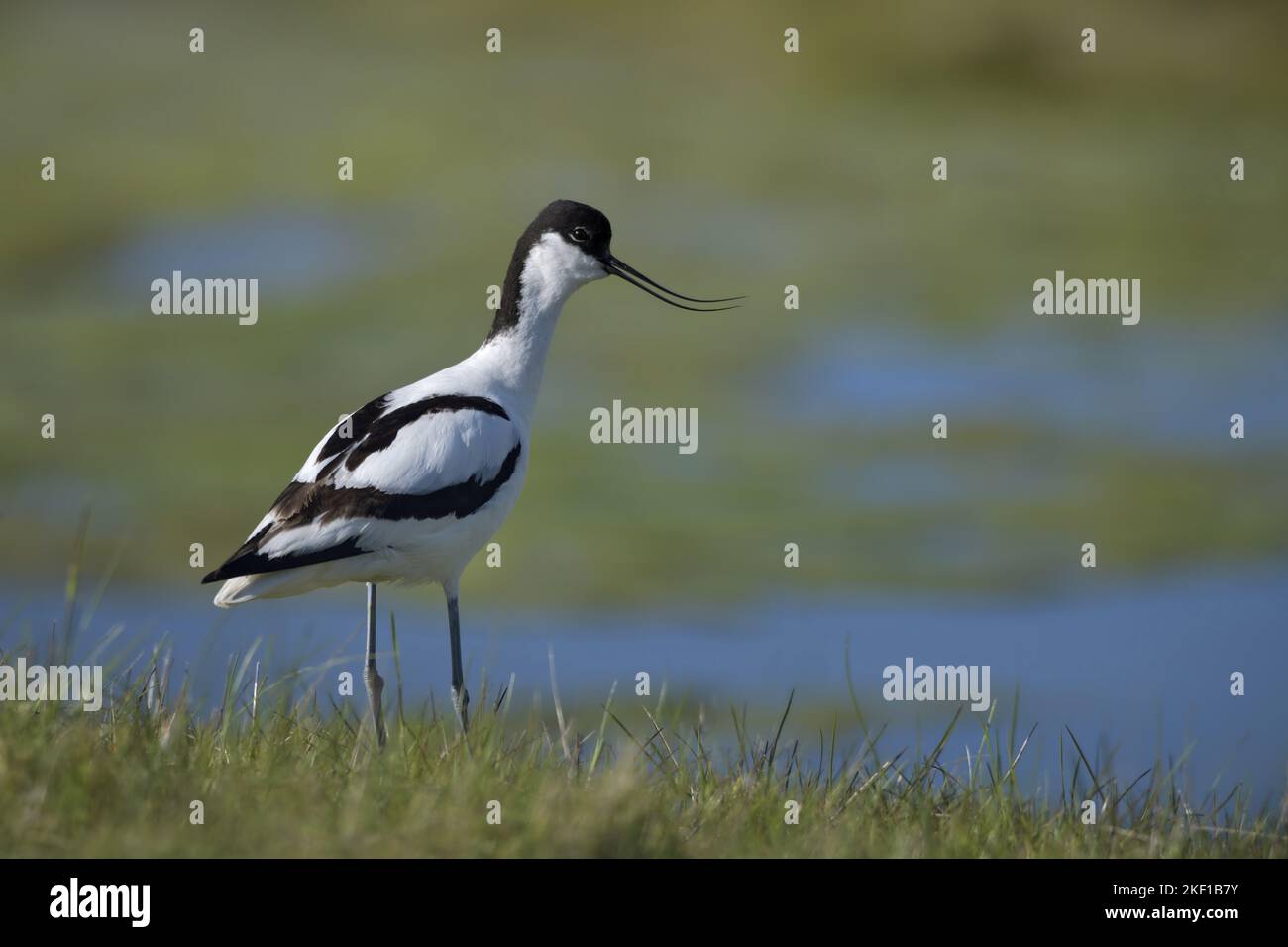 Avocet stands hi-res stock photography and images - Alamy