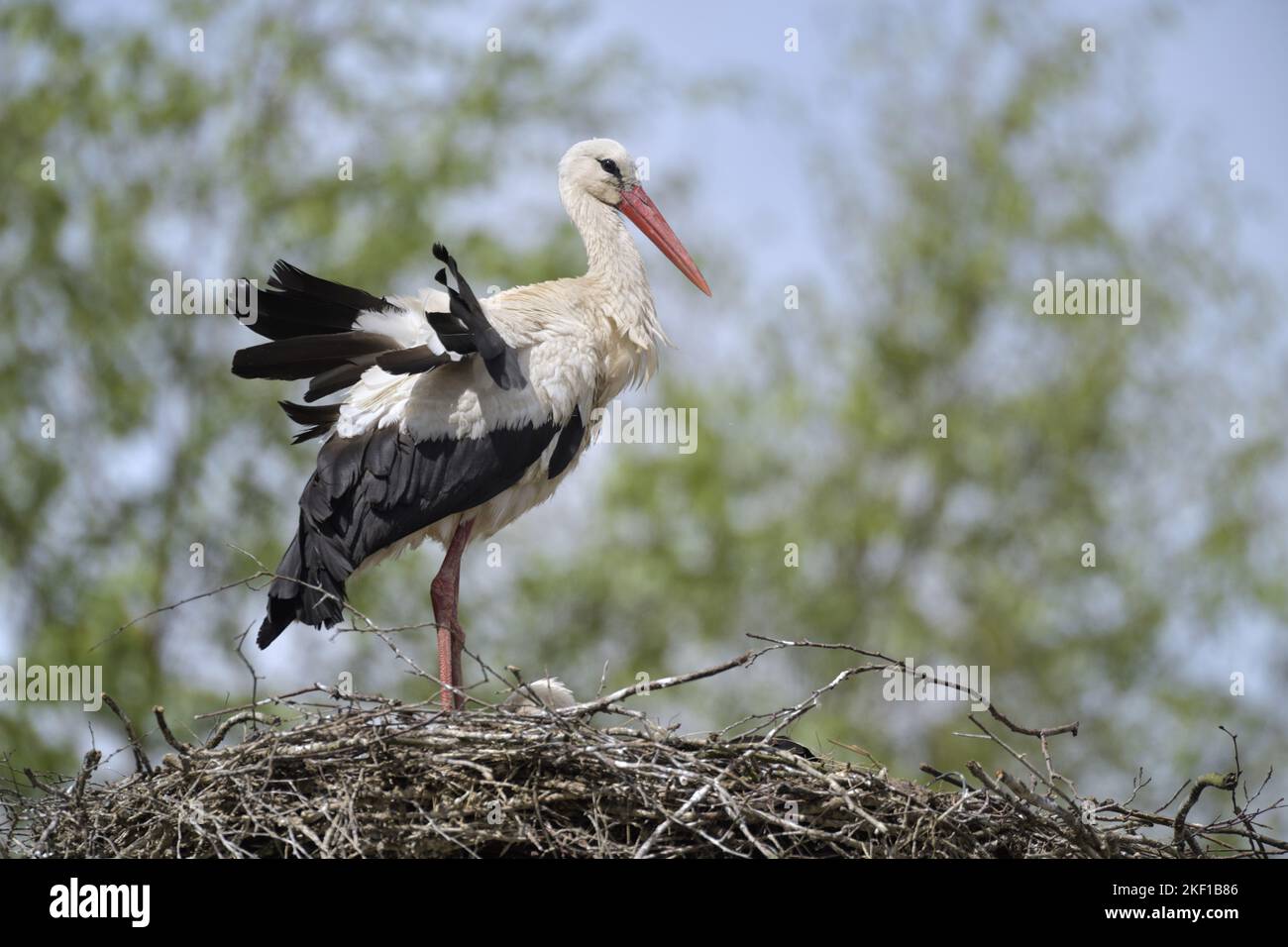 White side view lateral standing bird nest bird nests hi-res stock ...