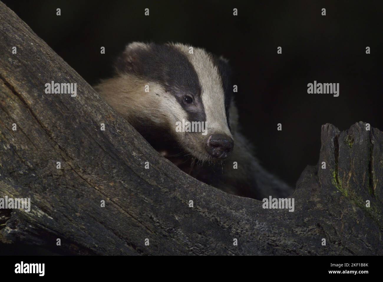 Eurasian badger meles single hi-res stock photography and images - Alamy