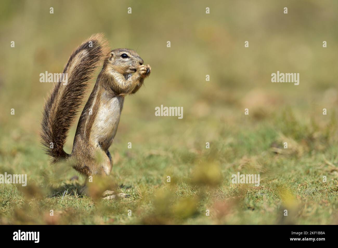 Cape ground squirrel Stock Photo - Alamy