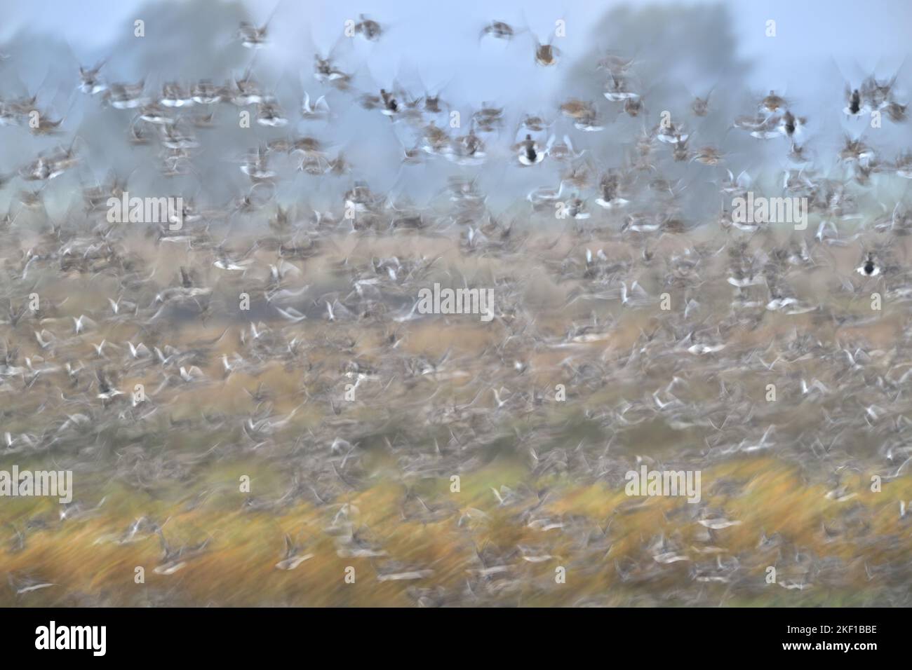 Mallard rear view hi-res stock photography and images - Alamy