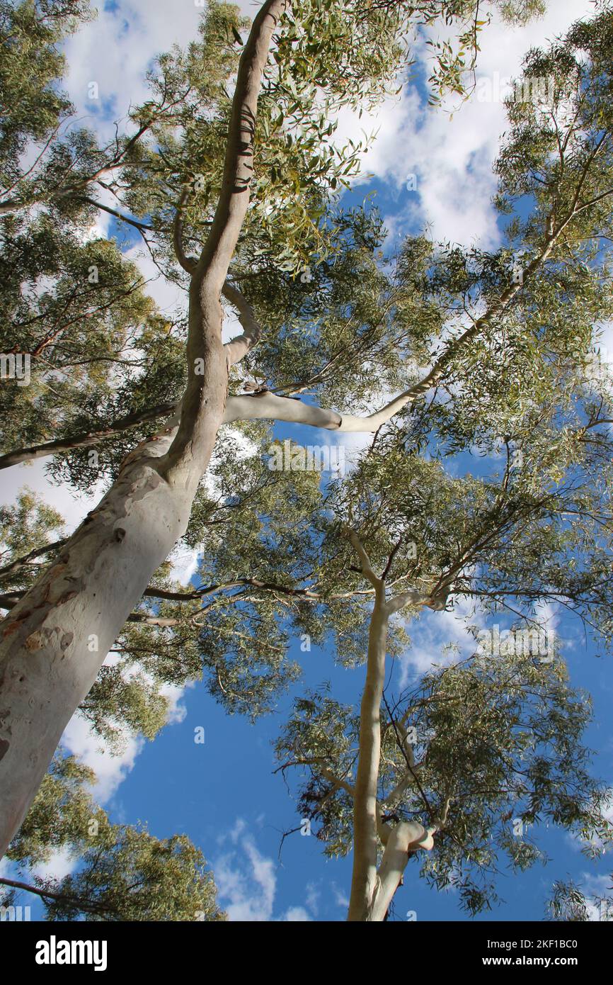 gum tree in australia Stock Photo - Alamy