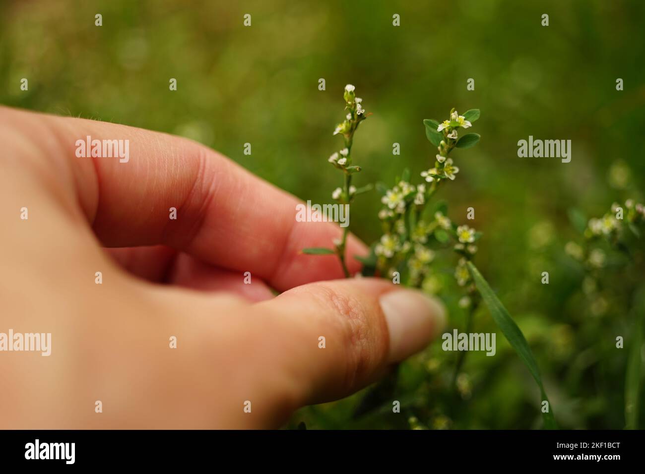 Female hand touch blooming grass in green field. Natural floral ...