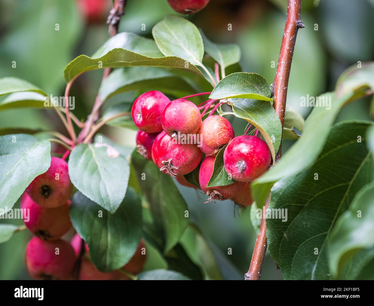 Bright red small wild apples among the yellow leaves in autumn. A bunch ...