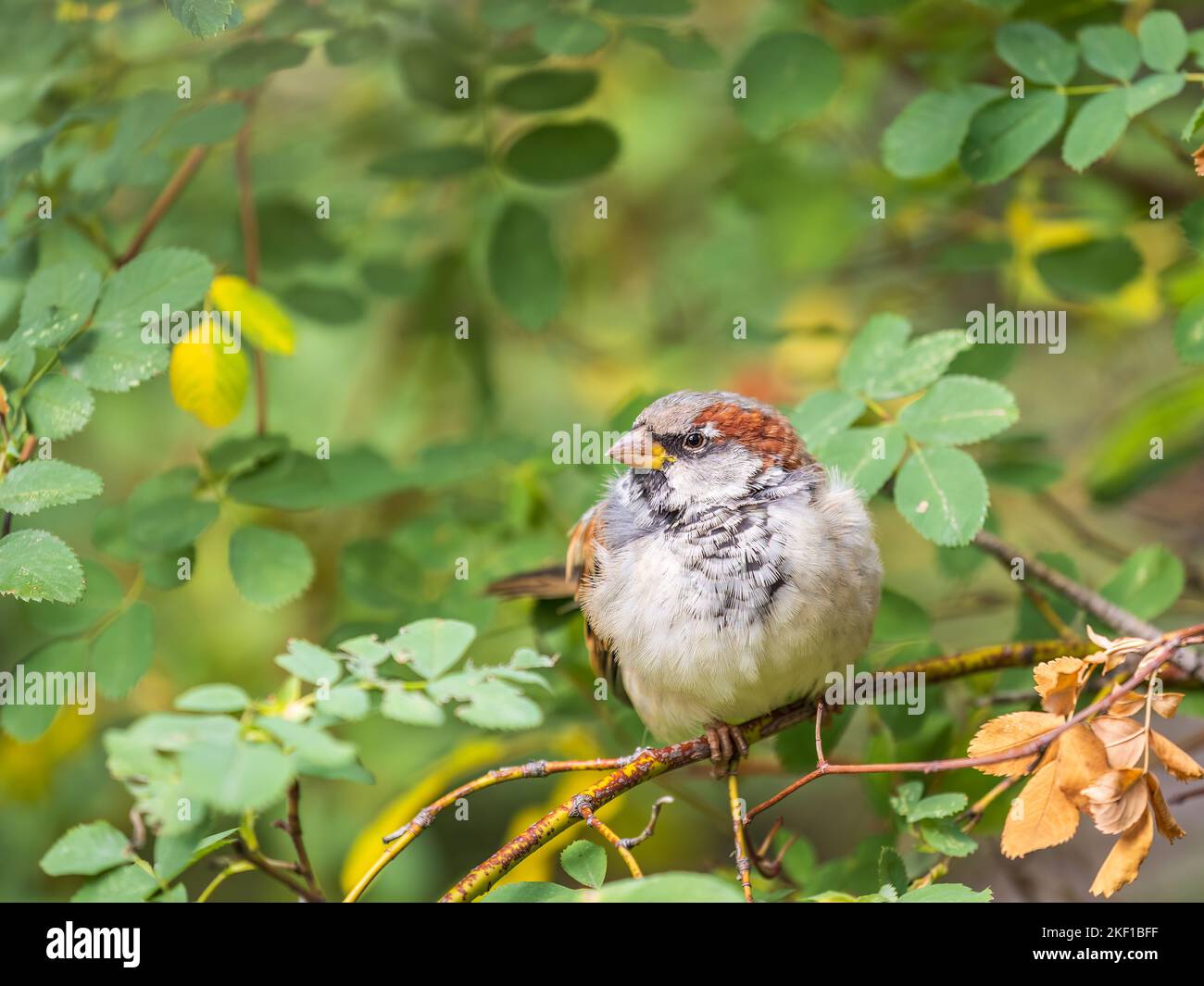 Sparrow sitting on a green branch in autumn in the sunset light ...