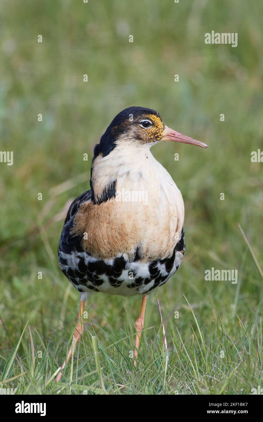 Kampfläufer, ruff, Calidris pugnax Stock Photo - Alamy