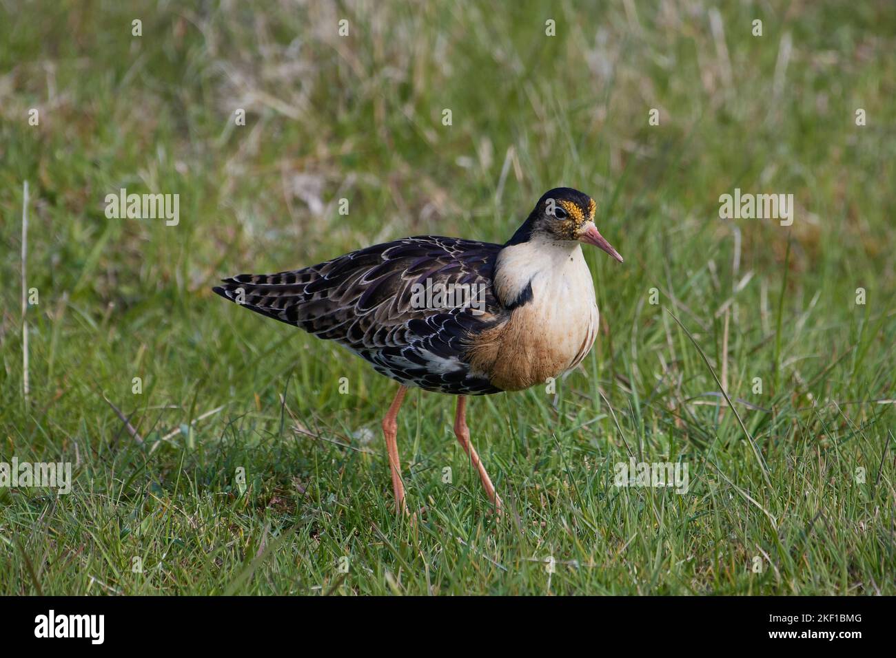 Kampfläufer, ruff, Calidris pugnax Stock Photo - Alamy