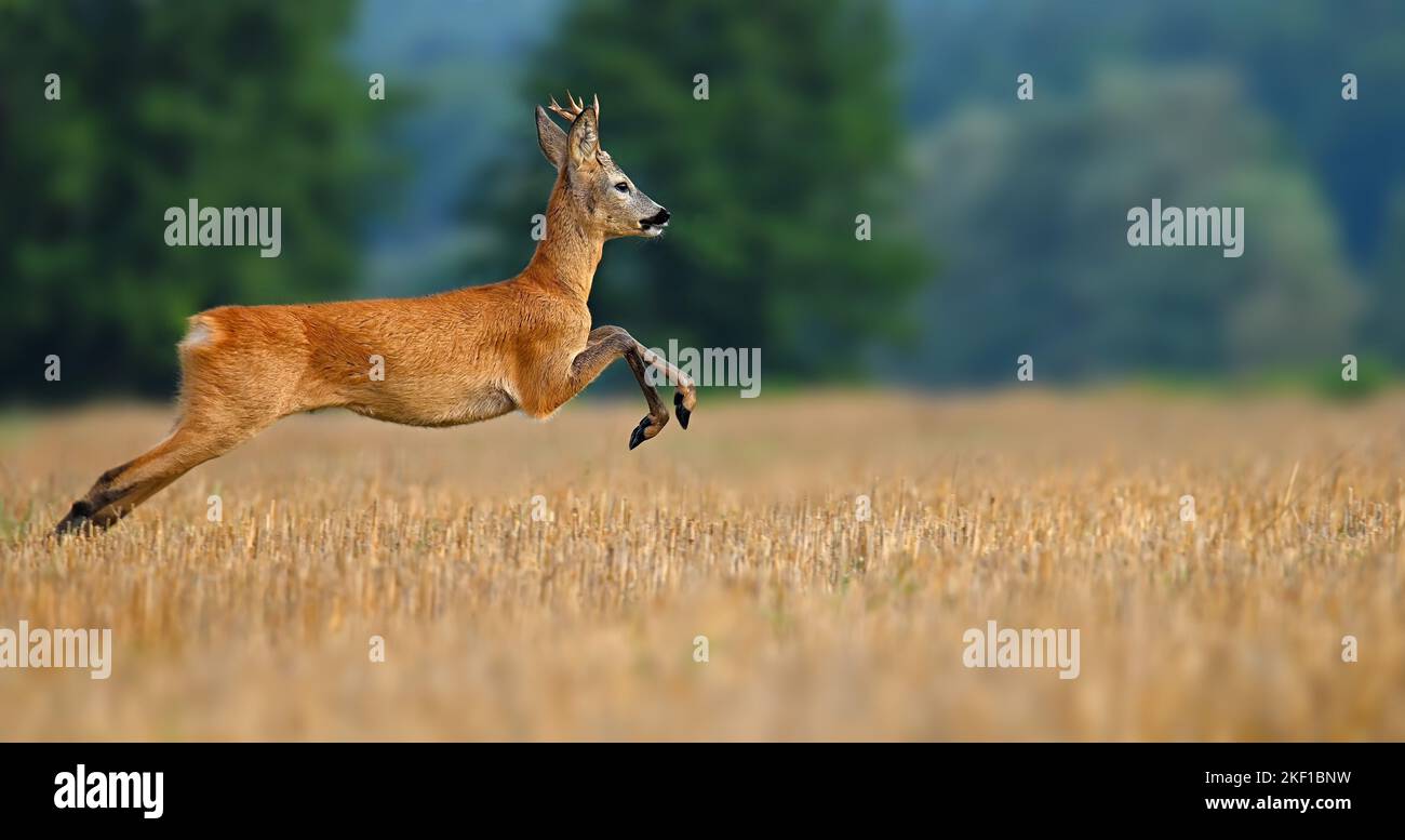 A scenic shot of a jumping brown Roe deer in the field against the ...