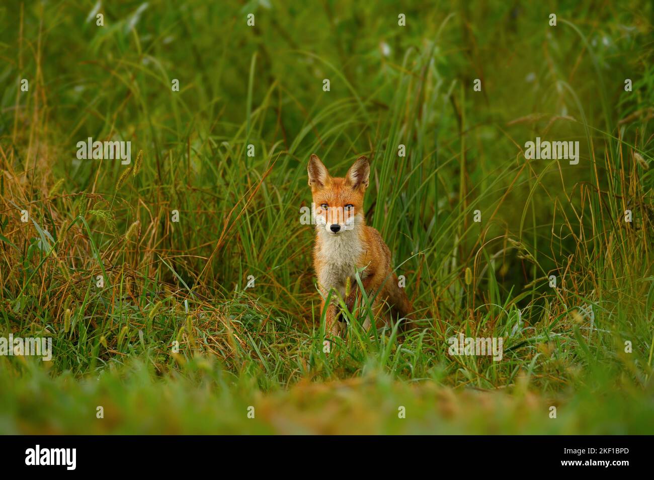 A closeup shot of an orange baby fox on the grass in the field looking ...
