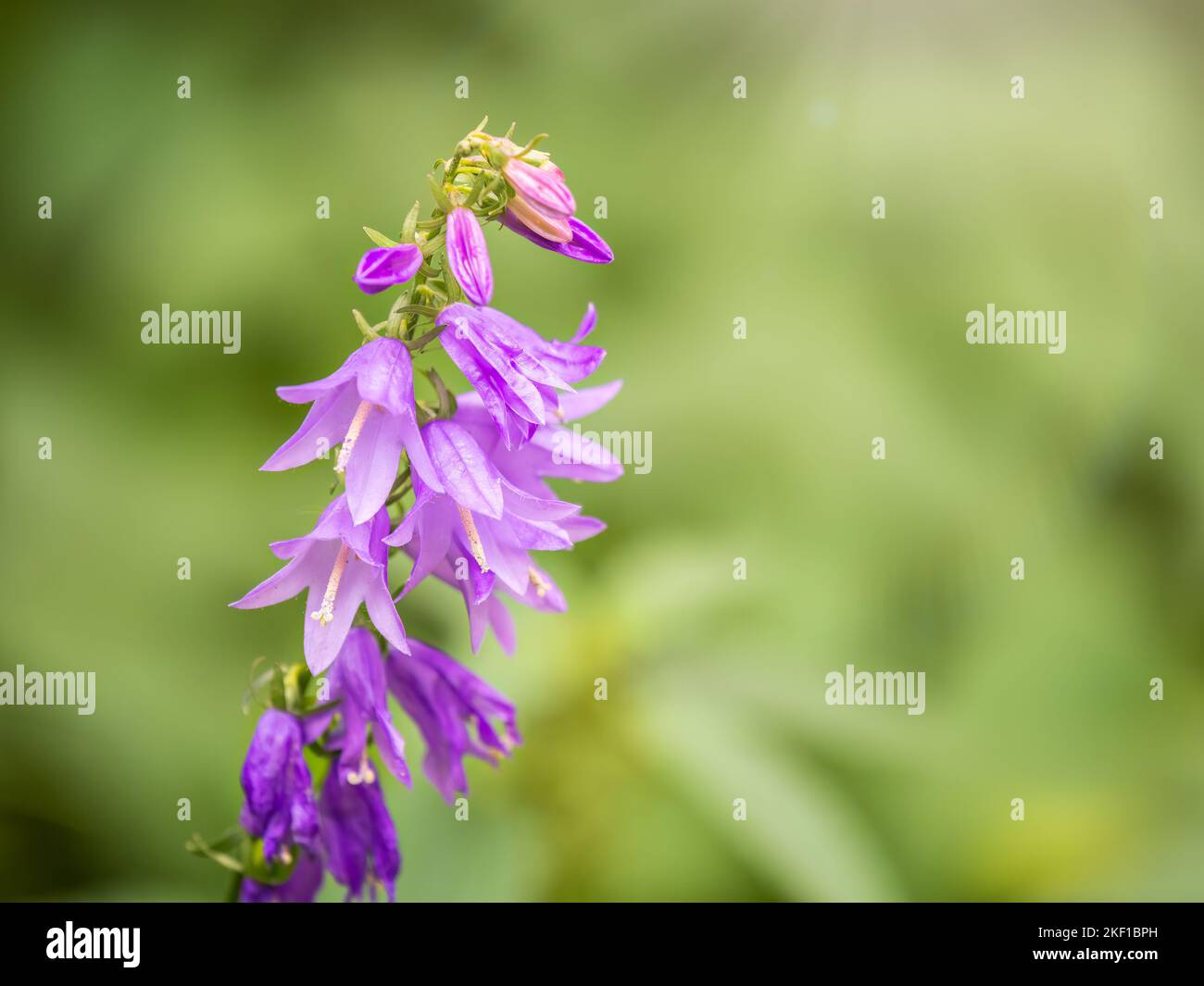 Campanula rapunculoides, creeping bellflower, or rampion bellflower, is ...