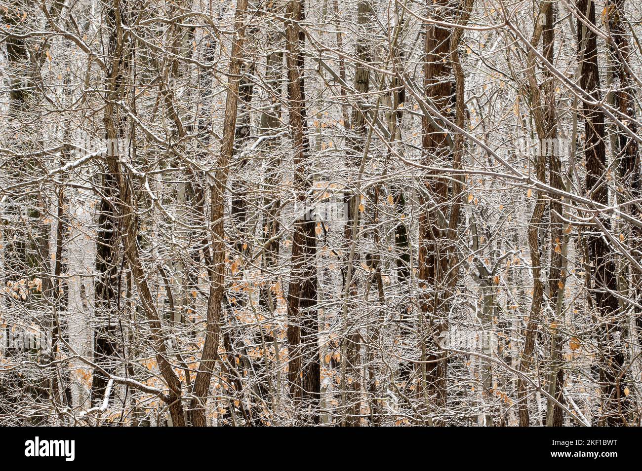 Deciduous forest with light winter snow, Indiana State Line I 94 west ...