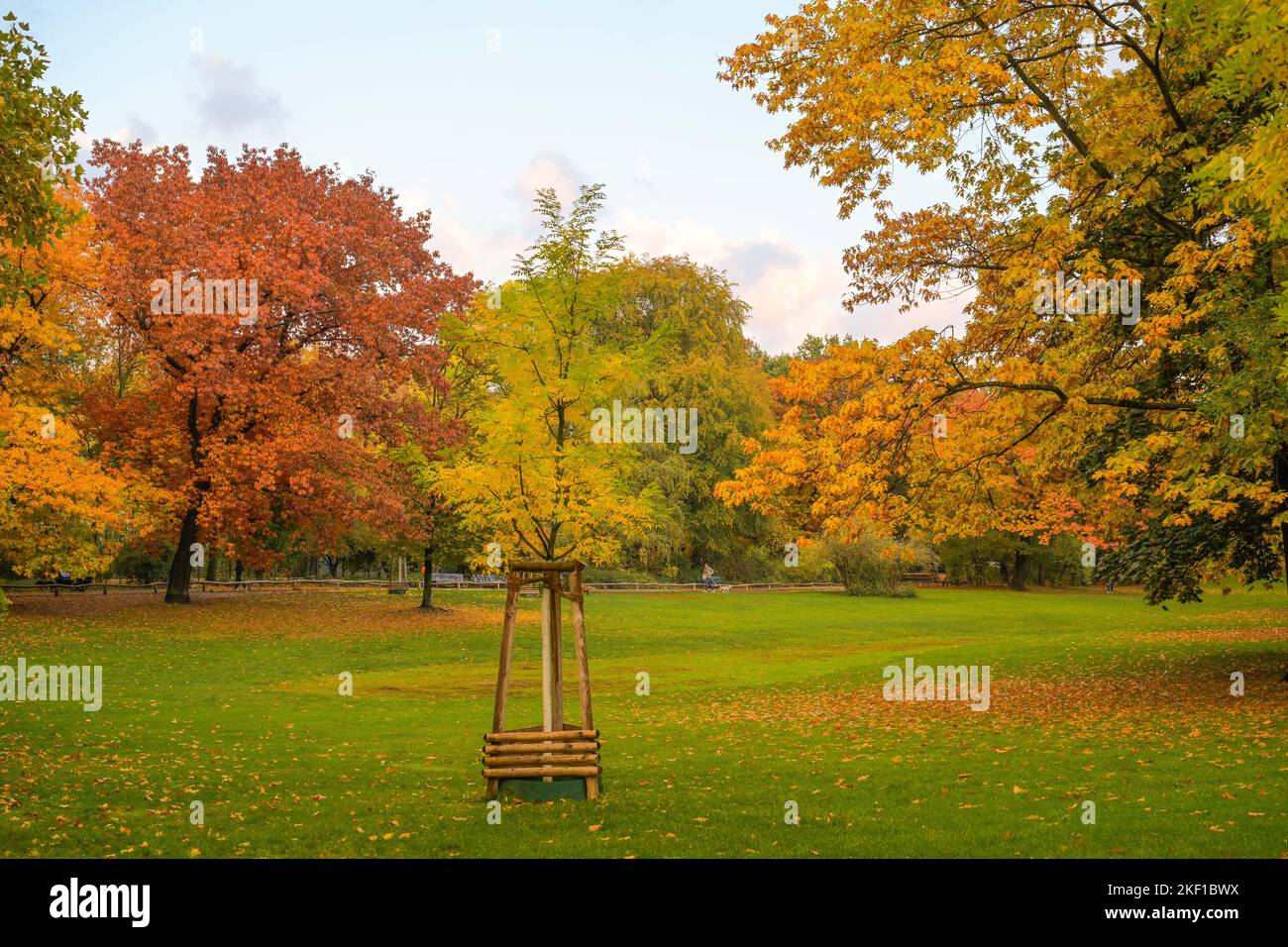 Herbst Bäume Volkspark Schöneberg, Tempelhof-Schöneberg, Berlin ...