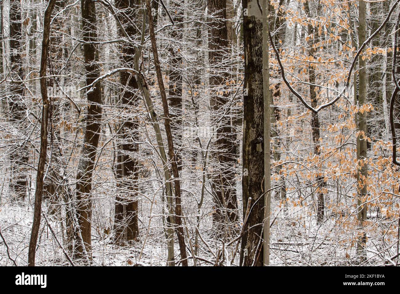 Deciduous forest with light winter snow, Indiana State Line I 94 west ...