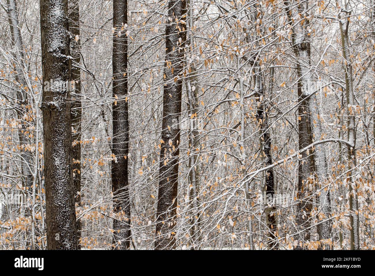 Deciduous forest with light winter snow, Indiana State Line I 94 west ...