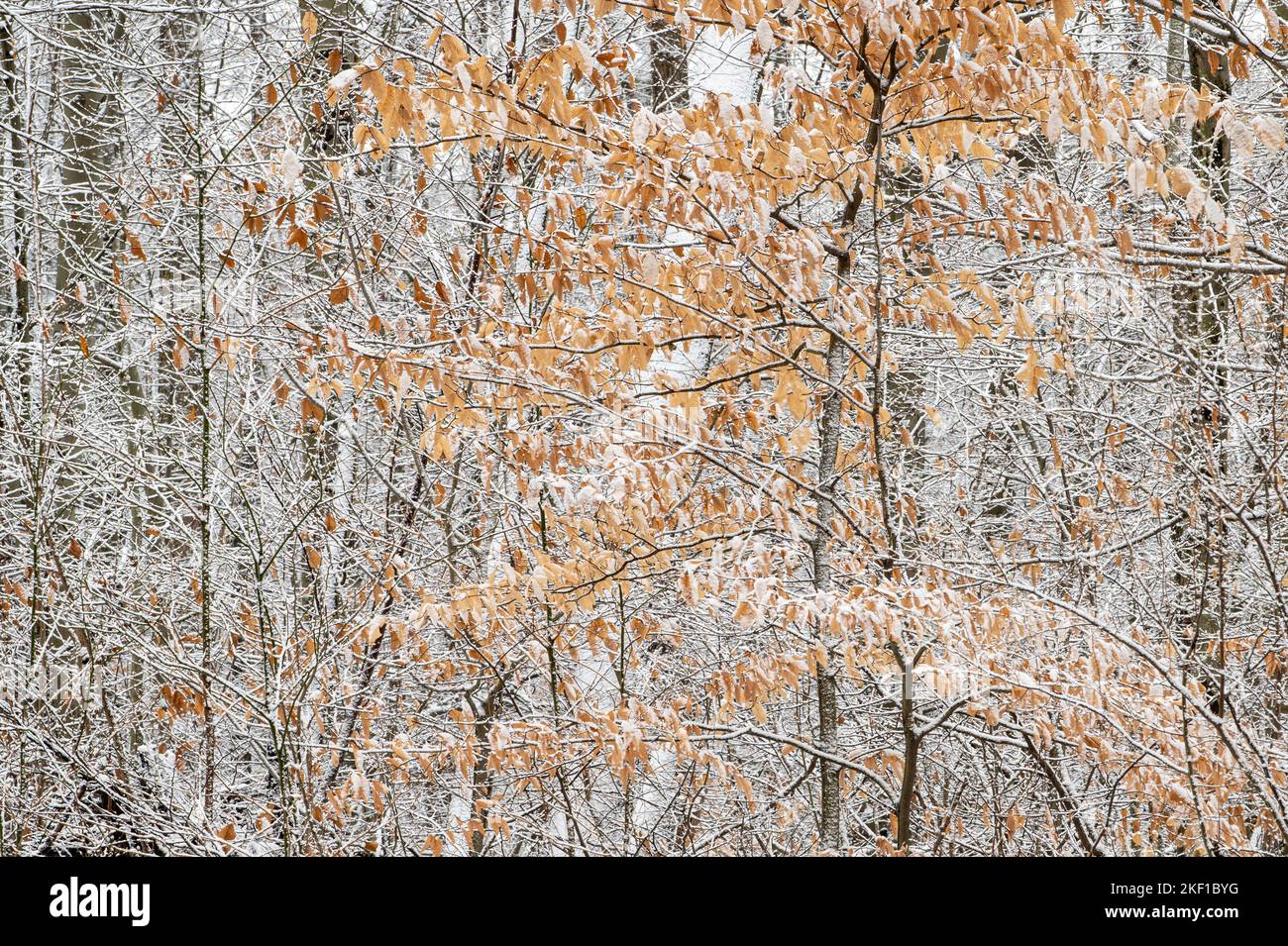 Deciduous forest with light winter snow, Indiana State Line I 94 west ...