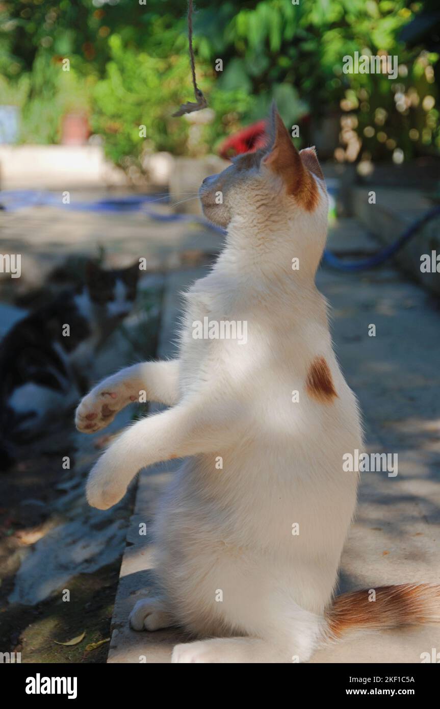 Yellow and white stray cat trying to stand Stock Photo - Alamy