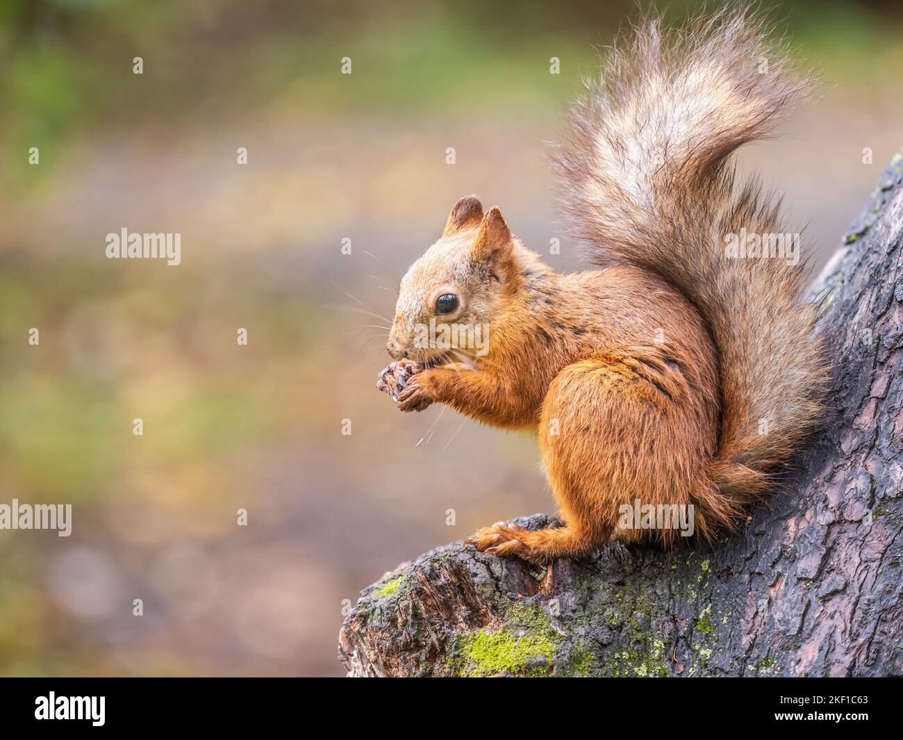 The squirrel with nut sits on tree in the autumn. Eurasian red squirrel ...