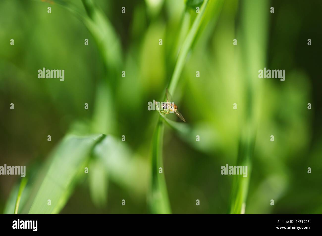 A selective focus image of a fly near the grass in the green background ...