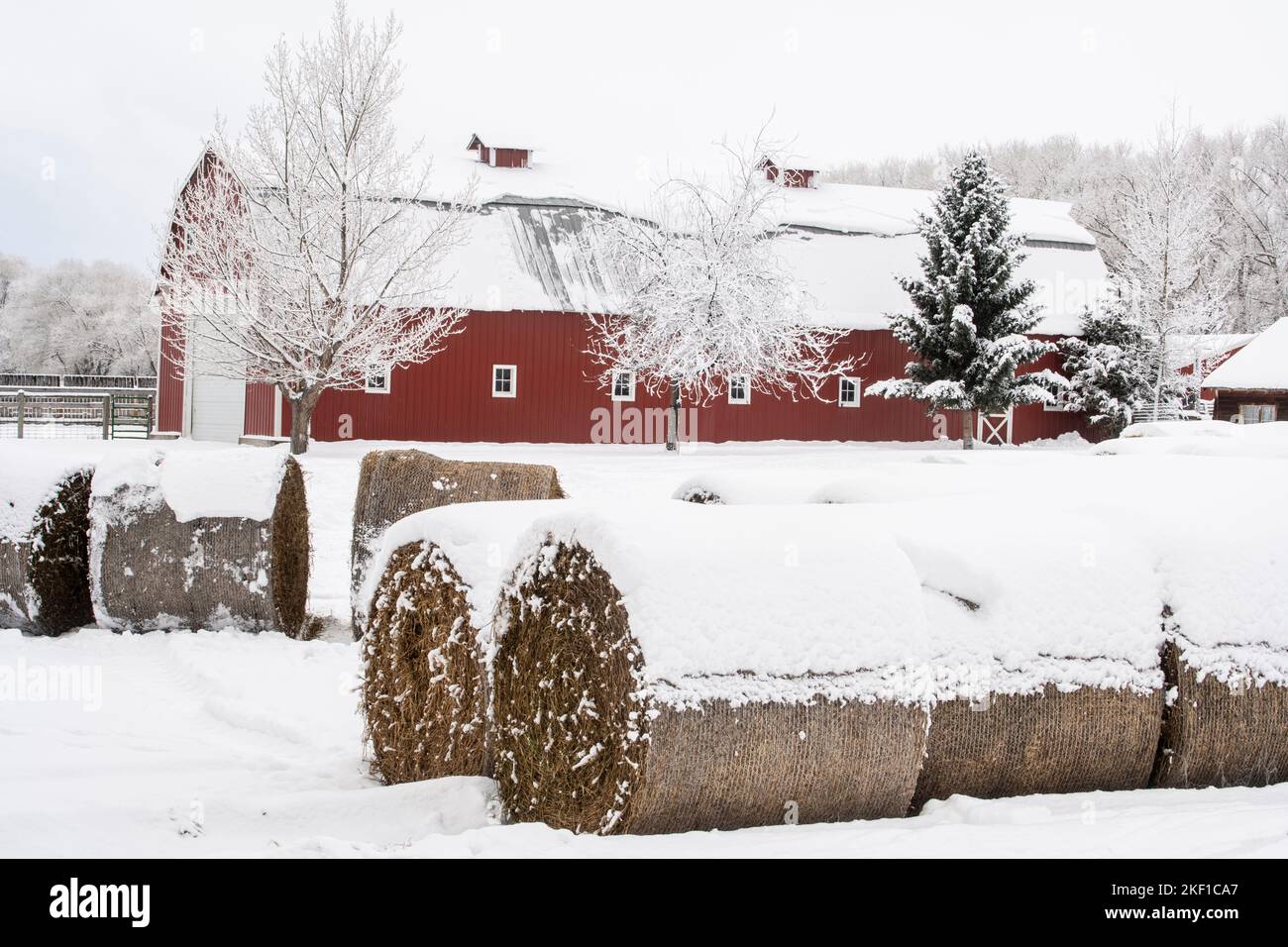 Winter agricultural landscape- hay bales and farm, Livingston Paradise ...