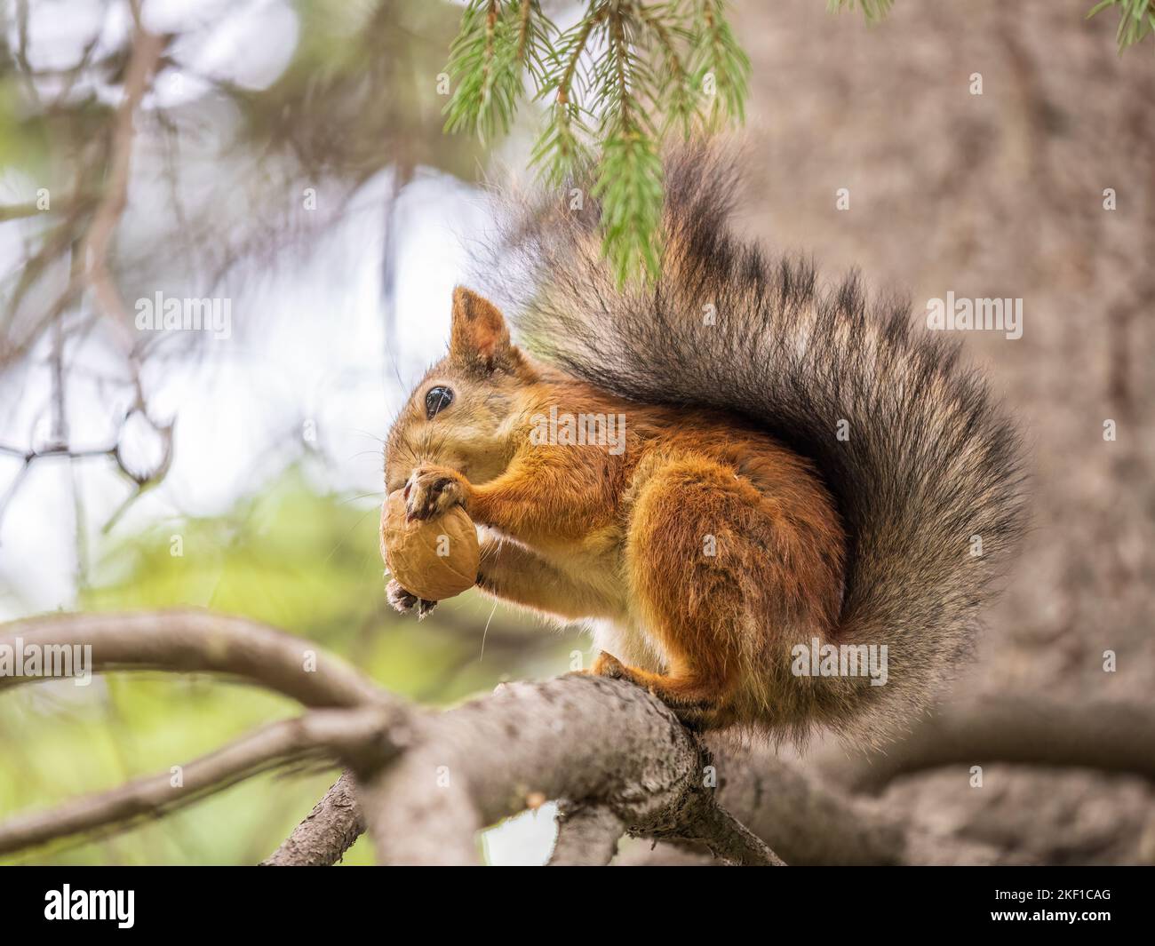 The squirrel with nut sits on tree in the autumn. Eurasian red squirrel ...