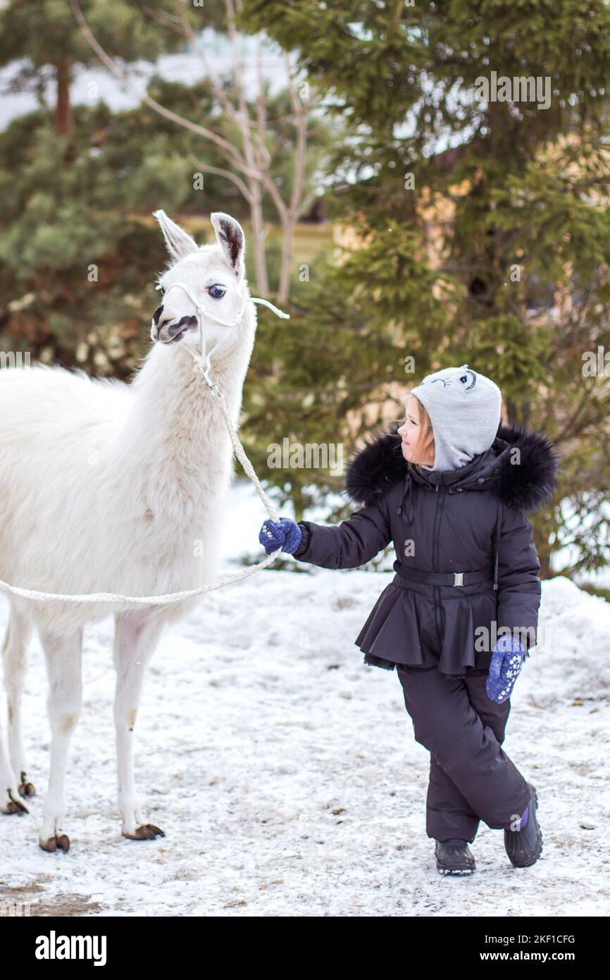 A beautiful little girl child in a fur coat stands with an alpaca in a ...