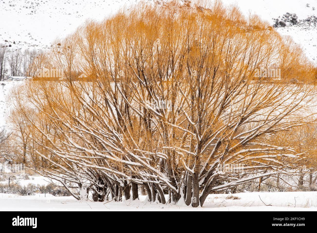 Willow trees in winter, Gardiner, Montana, USA Stock Photo - Alamy