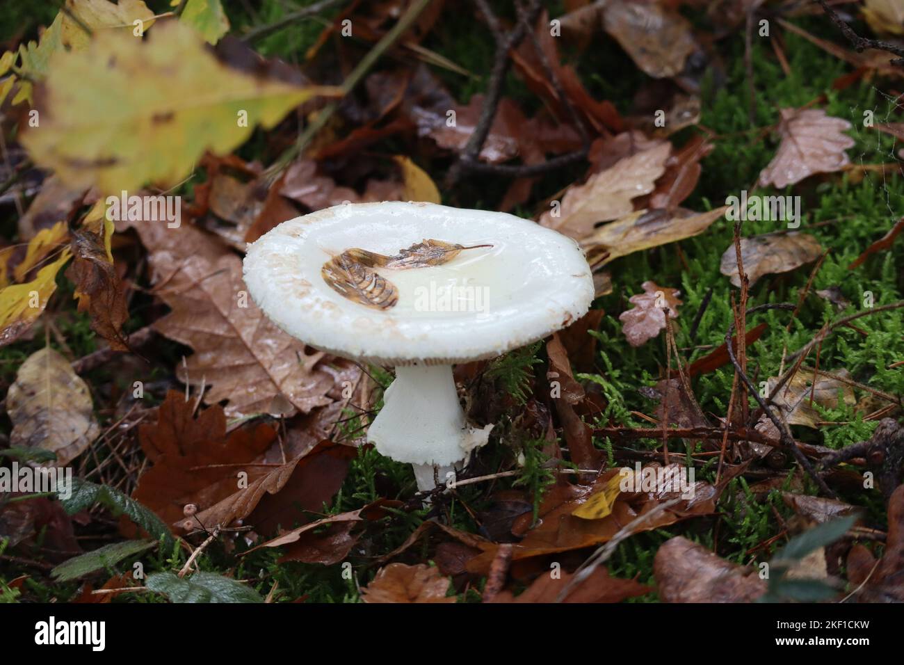 False death caps hi-res stock photography and images - Alamy